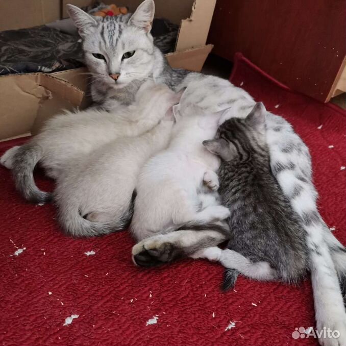 Шотландские кошечки