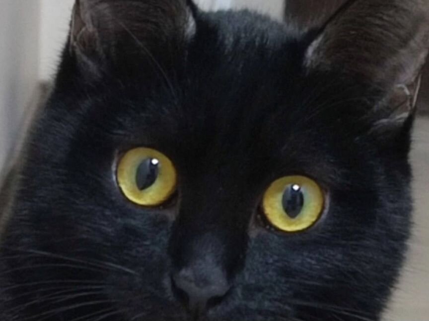 Кошка черная