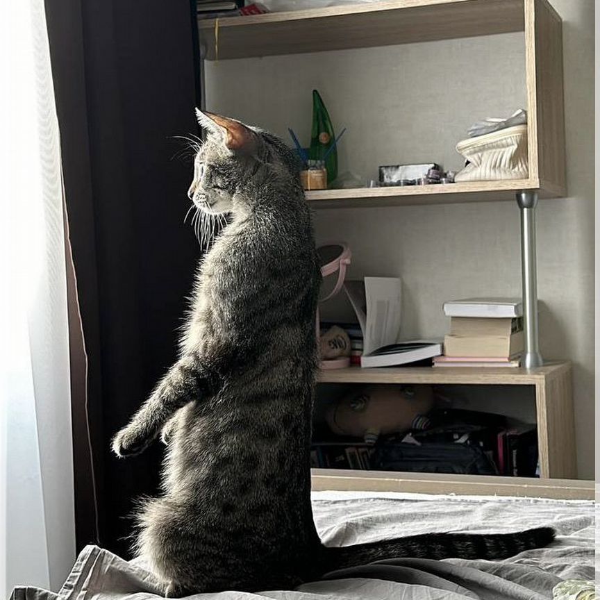 Кот-ждун Василий снова бездомный