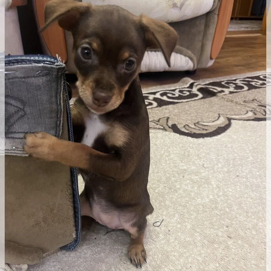 Русский той-терьер, щенок