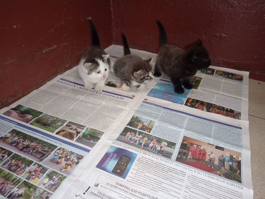 Котята антистресс