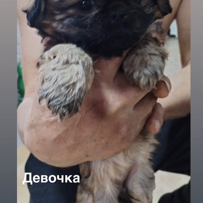 Продаю щенят