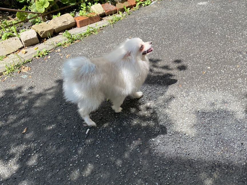 Белый померанский шпиц