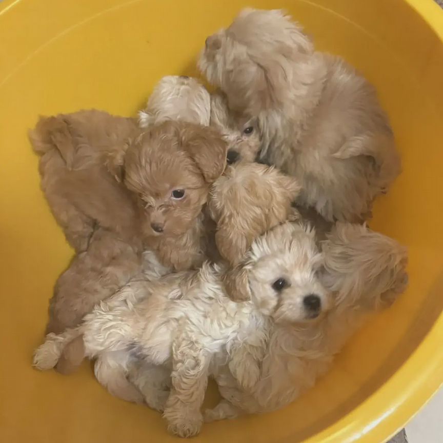 Мальтипу, щенок