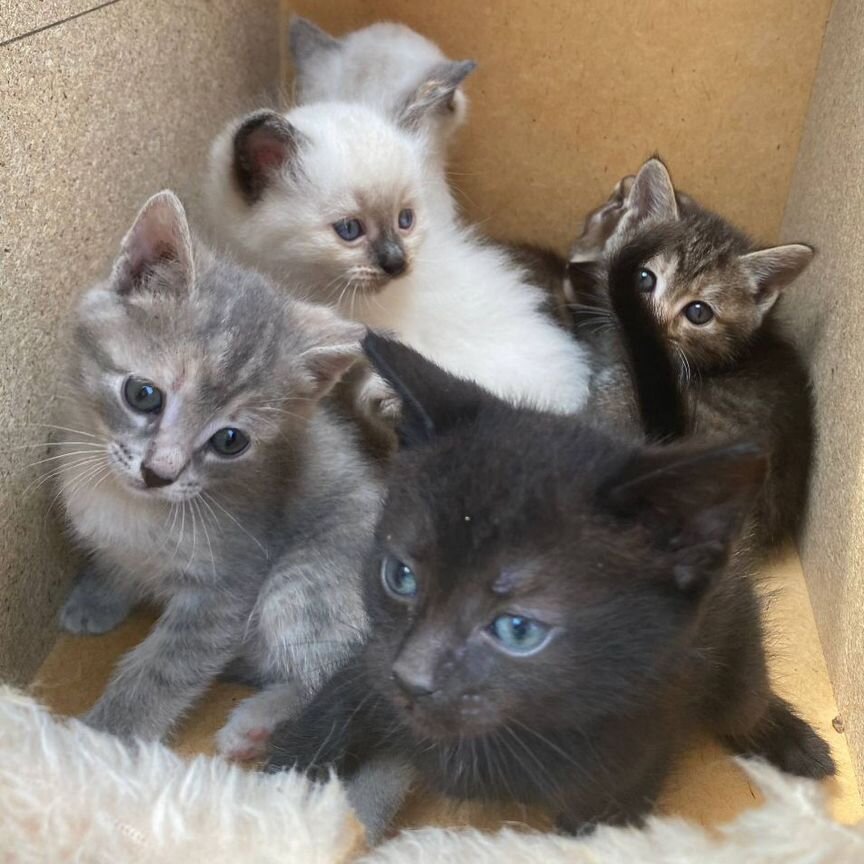 Котёнок в добрые руки