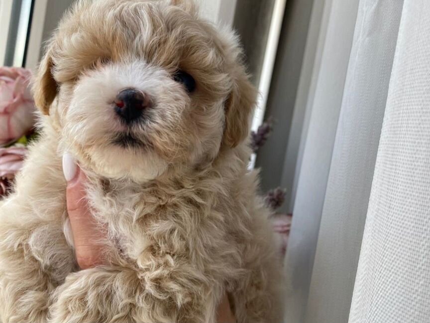 Щенки мальтипу f1 мини