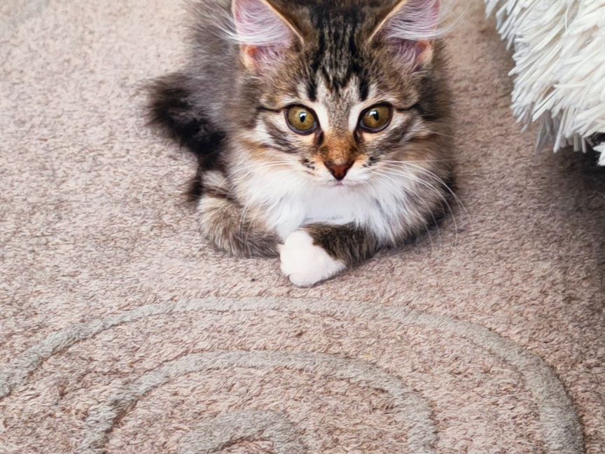 Кошечка, 2.5 месяца