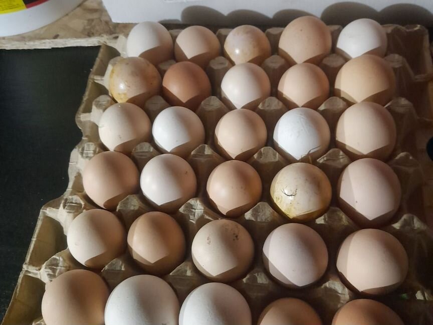 Куриные яйца доминат для инкубатора