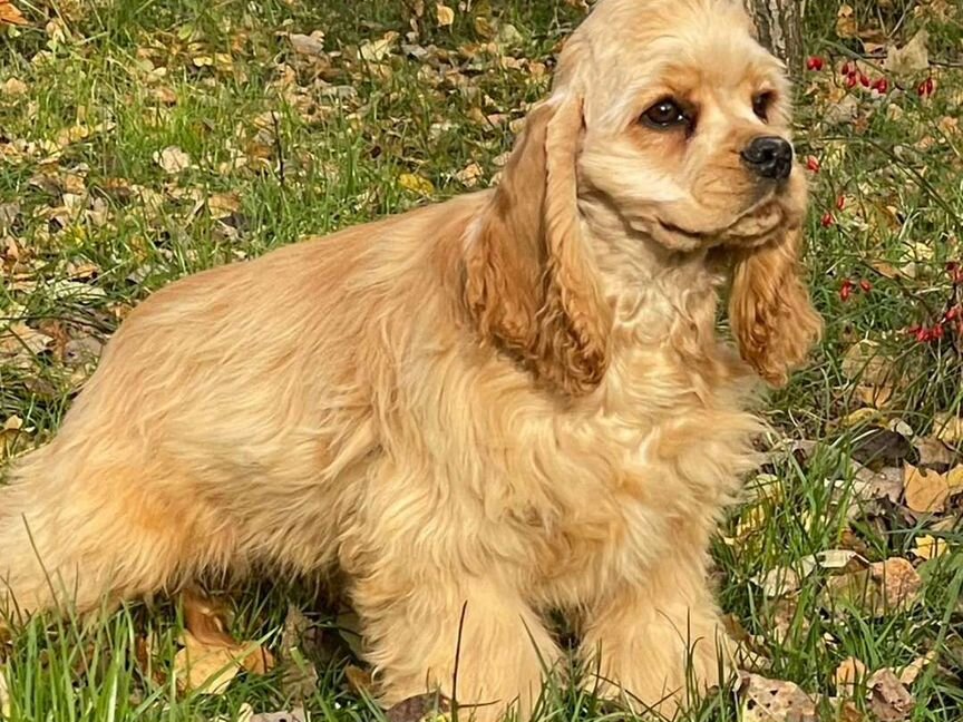 Кокер спаниель