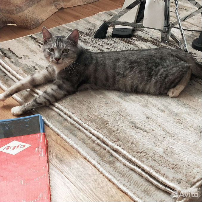 Кот Сильвестр, 5 лет