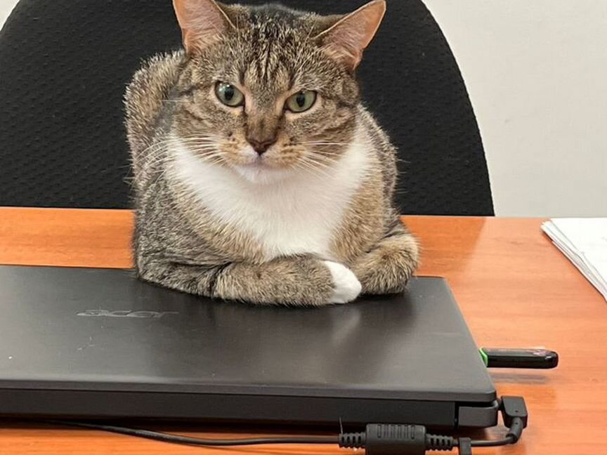 Пончик,очень позитивная,ласковая молодая киса