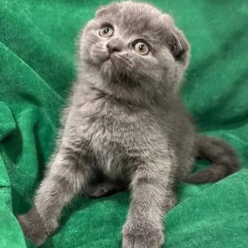 Шотландский вислоухий длинношёрстный котёнок