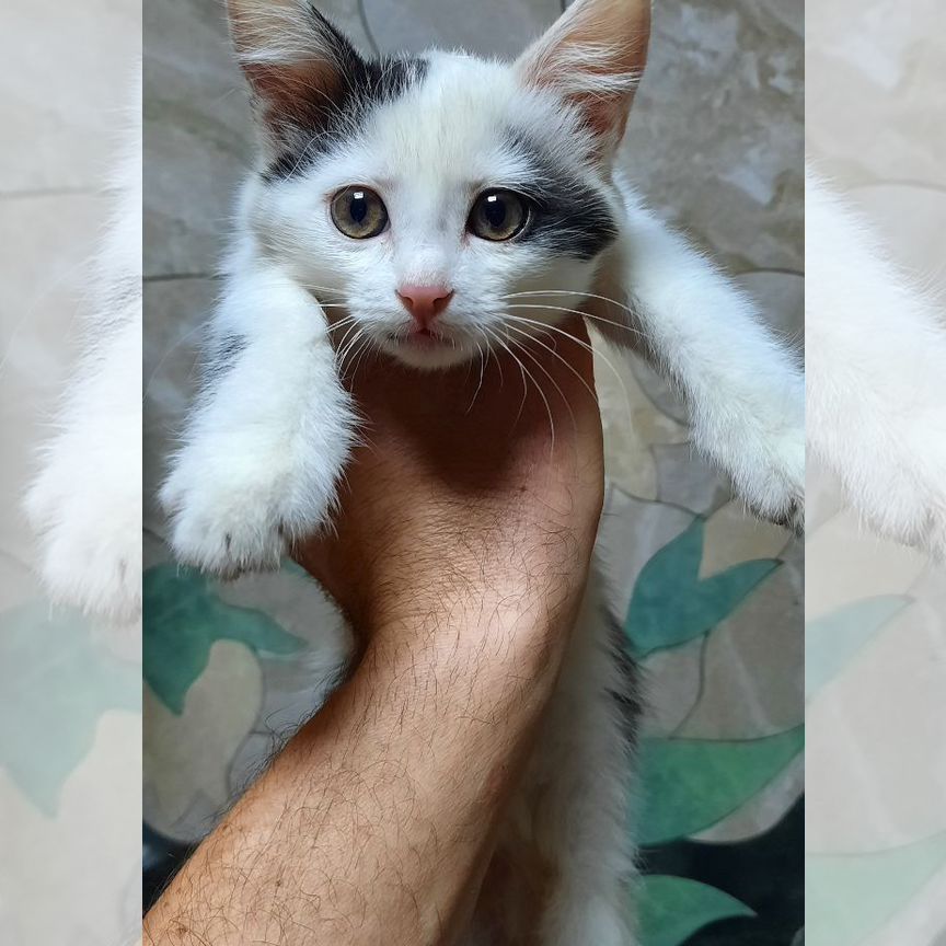 Котёнок в добрые руки