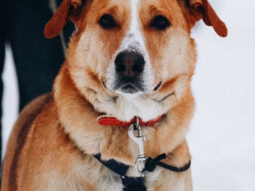 Собаки из приюта: милая Челси