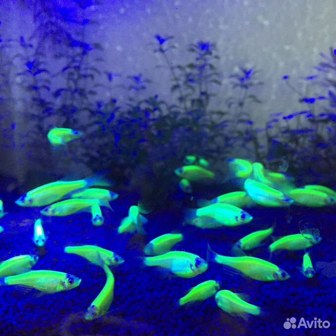 Рыбки Данио Гло салатовые подростки