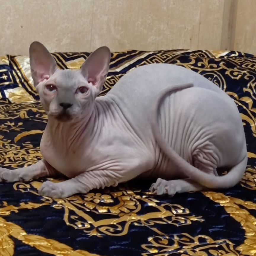 Канадский сфинкс котёнок