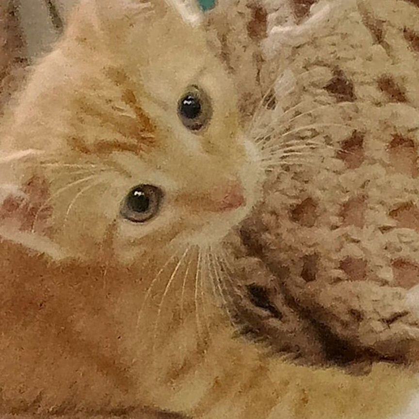 Малыши в добрые ручки