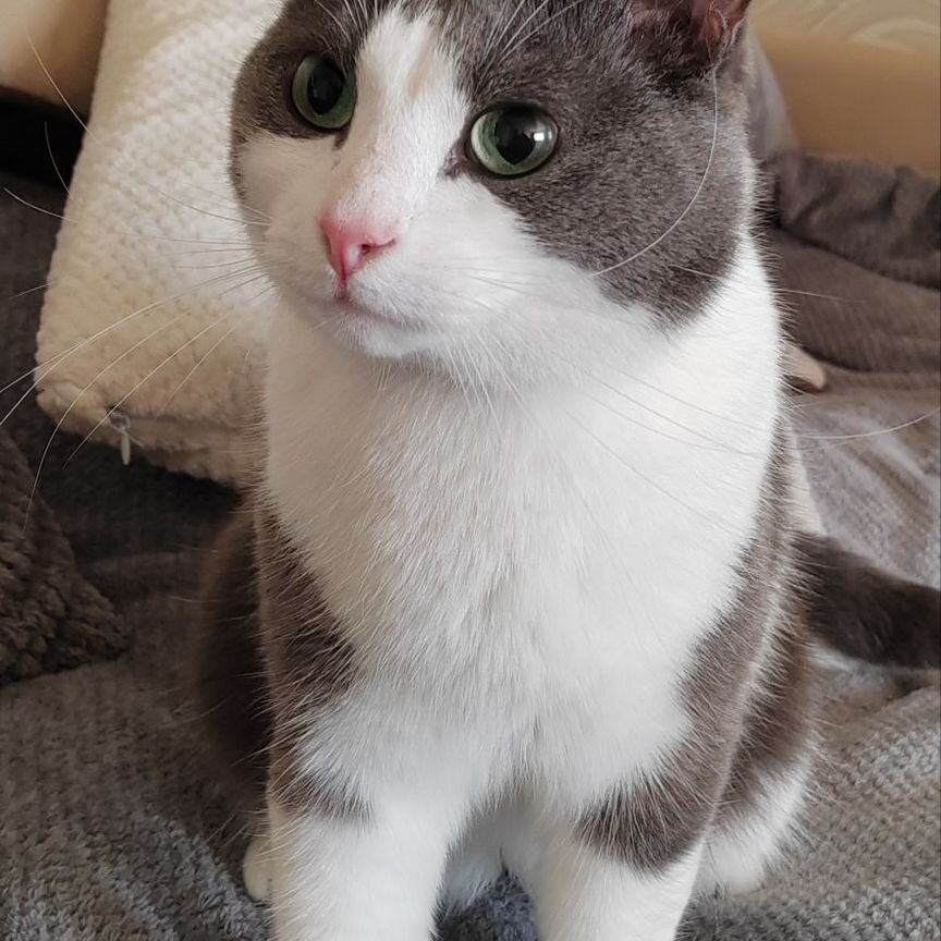Ласковый котик в добрые руки