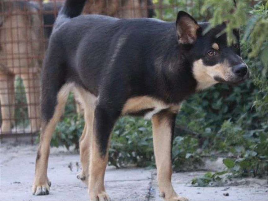 Щенок в добрые руки бесплатно