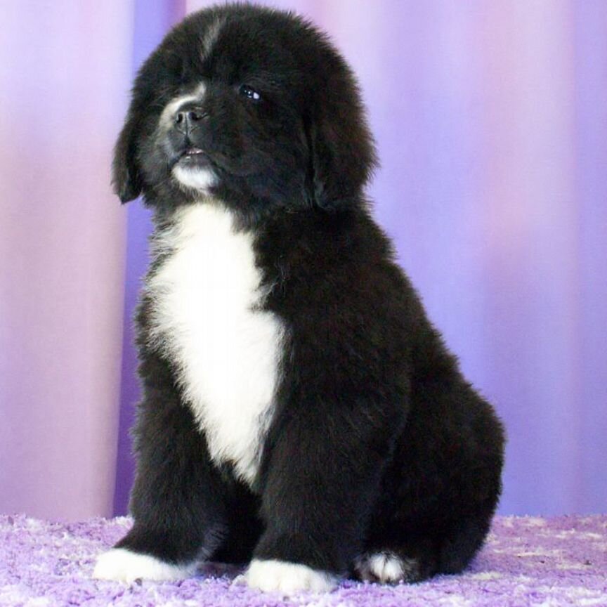 Ньюфаундленд, щенок