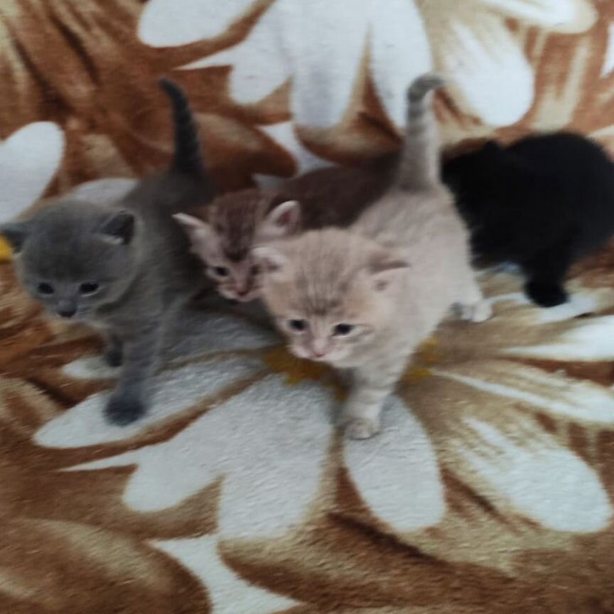 Котята в добрые руки 1 месяц