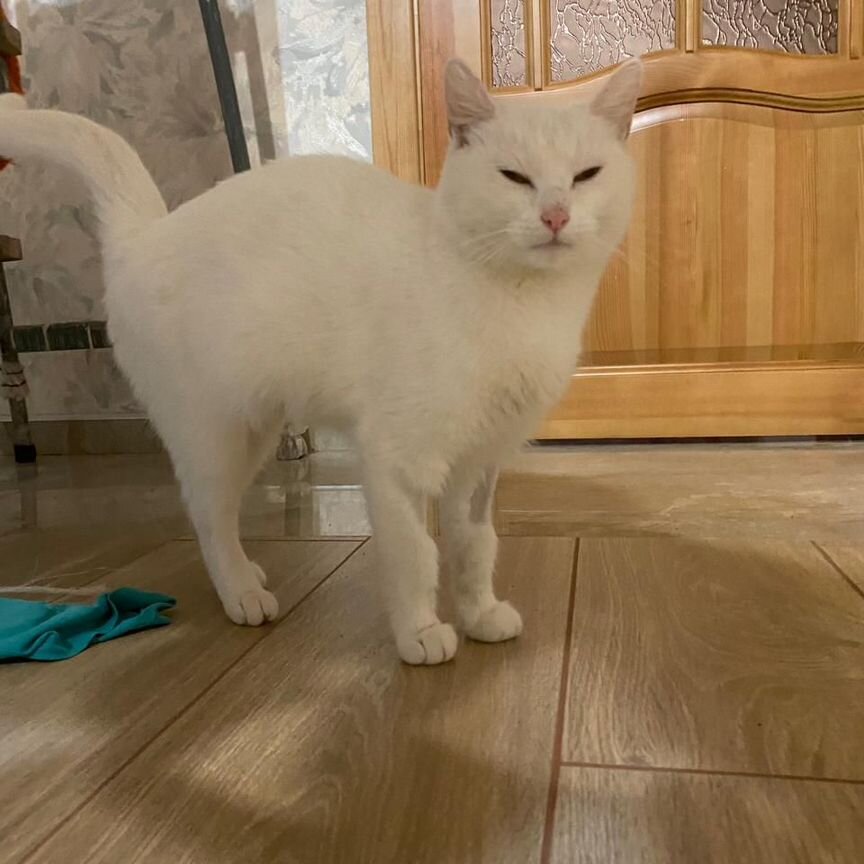 Кошка
