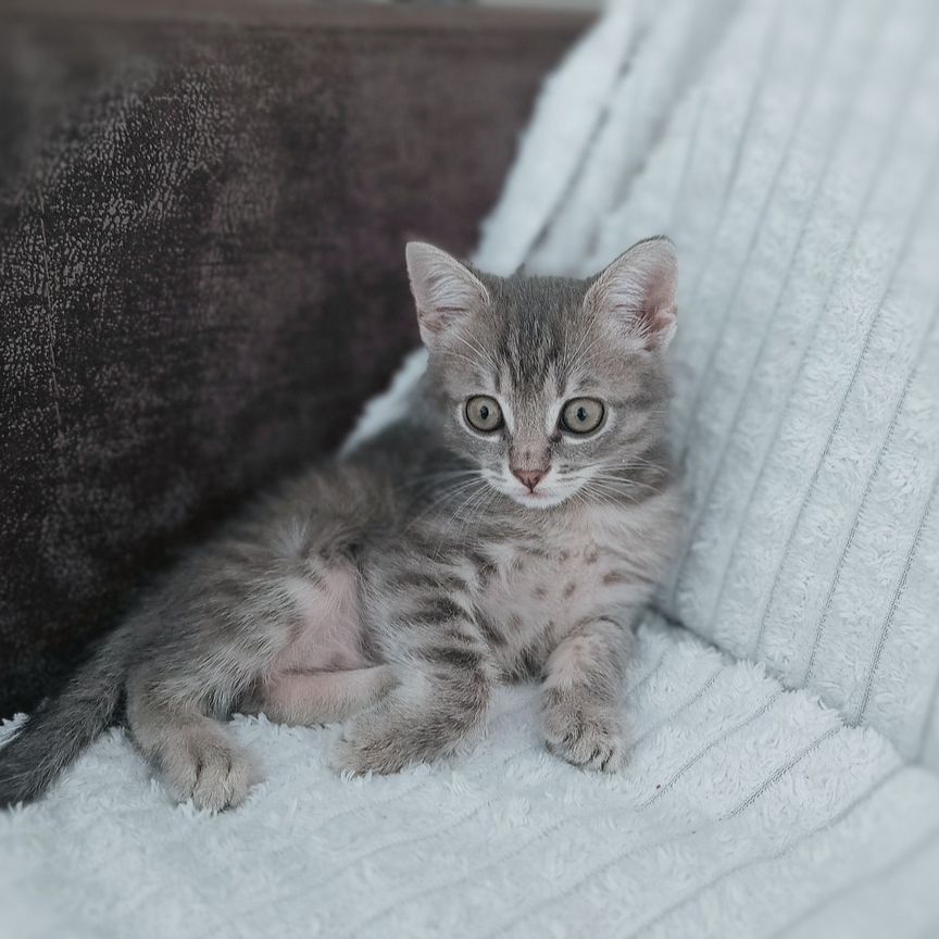 Котенок британка