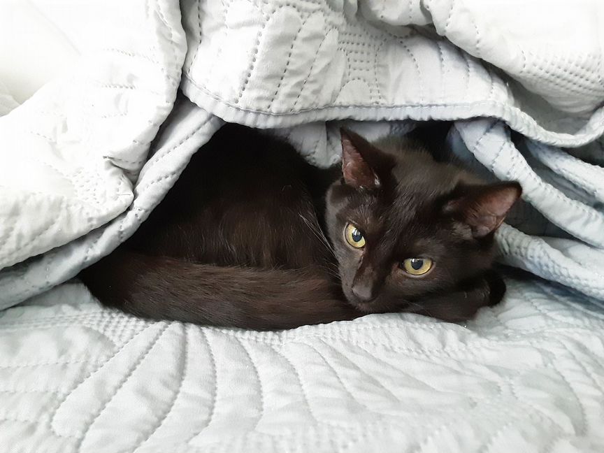 Игривый и ласковый котик в поисках хозяев
