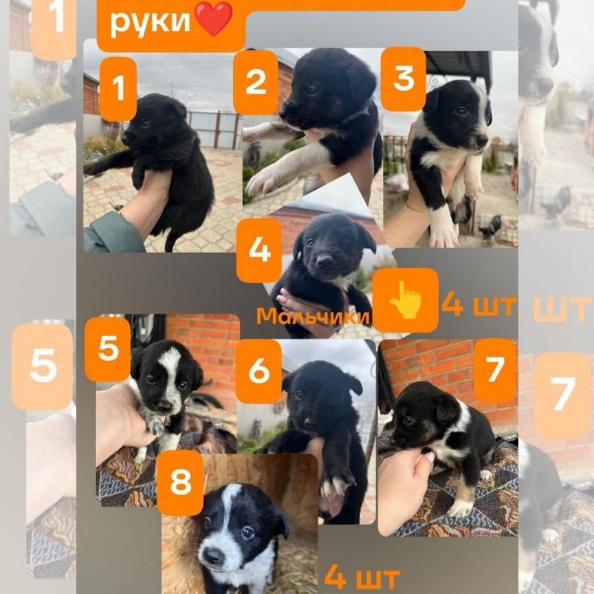 Щенки