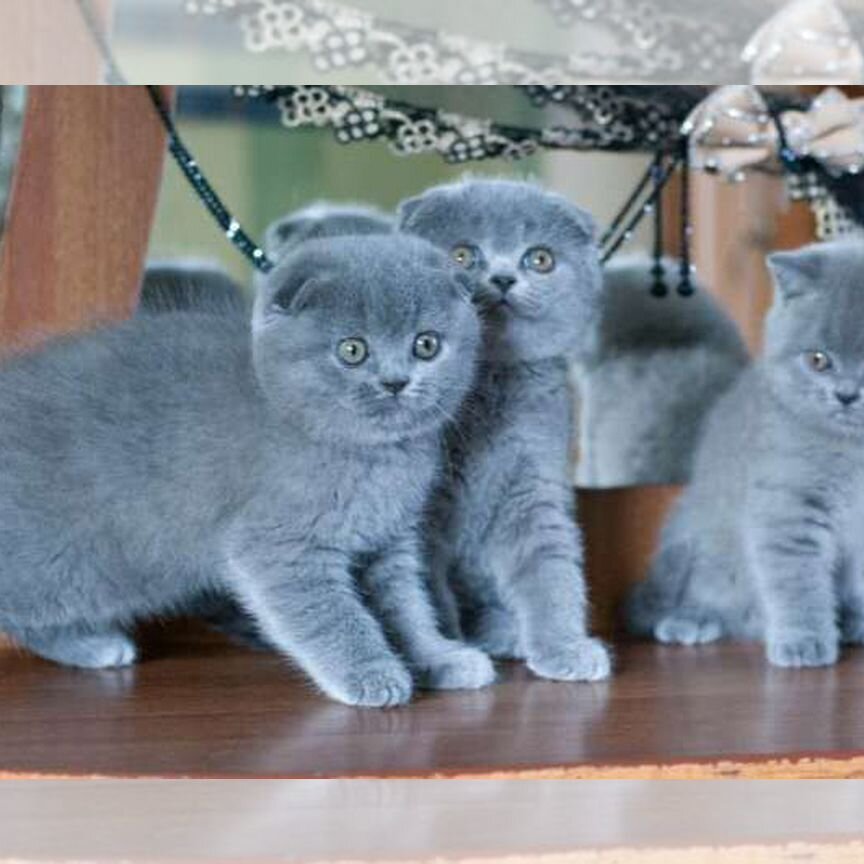 Шотландские котята
