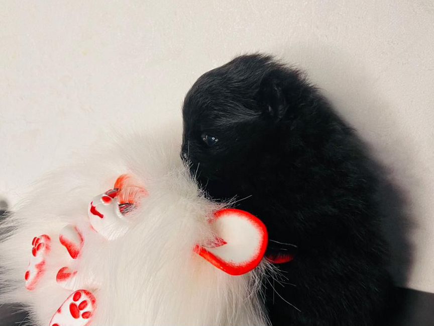 Померанский шпиц медвежьего типа