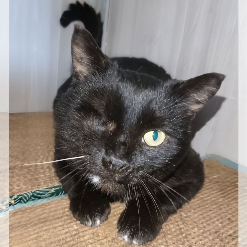 Взрослый кот в добрые руки