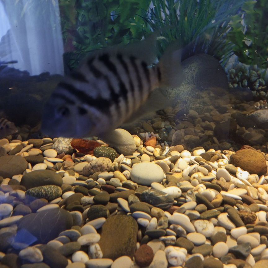 В дар мальки цихлид