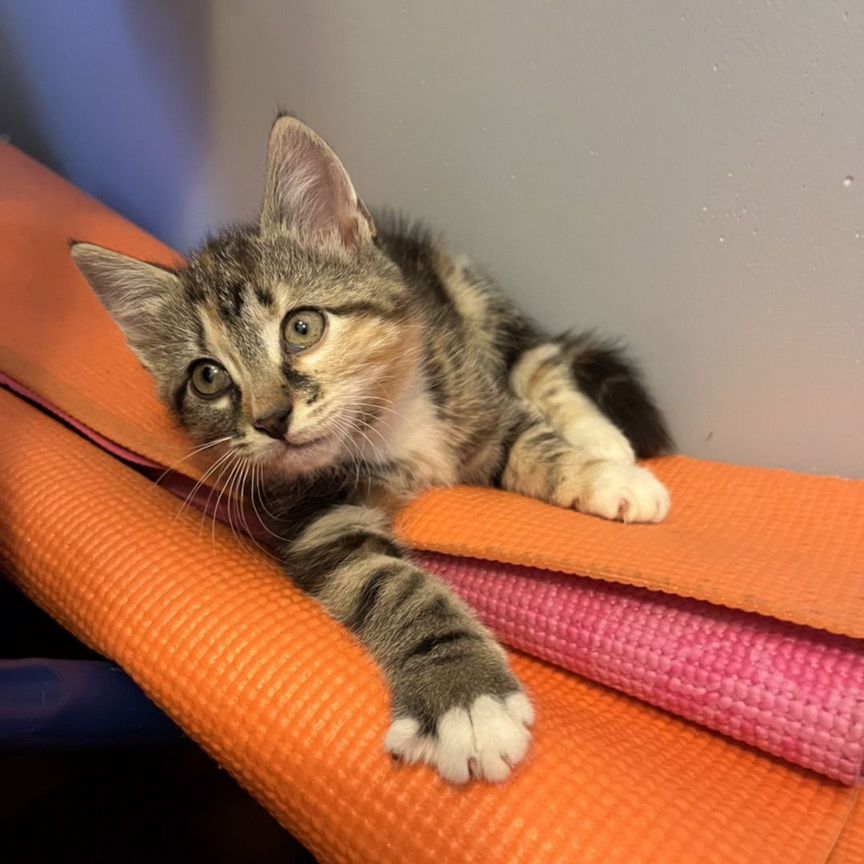 Котенок девочка