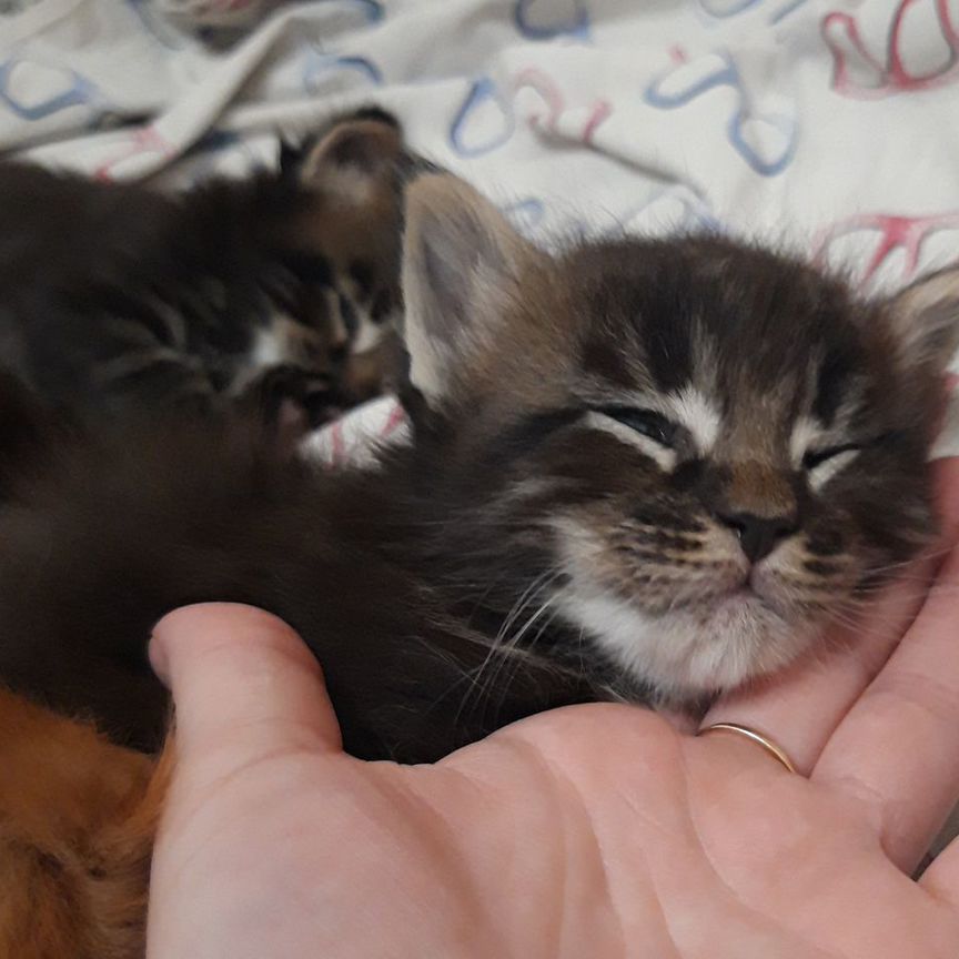 Котята мейн-кун