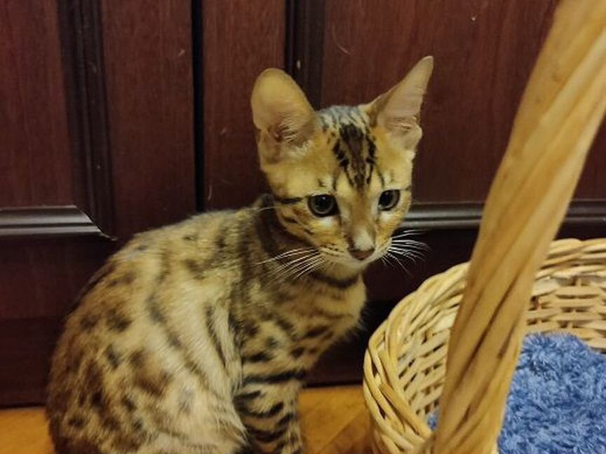 Бенгальская кошечка