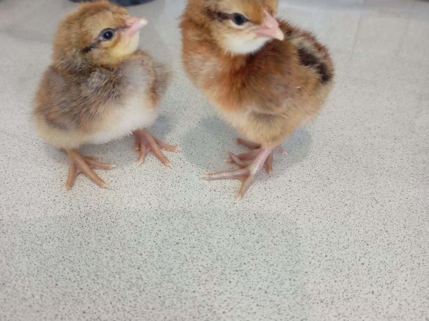 Цыплята белефельдер