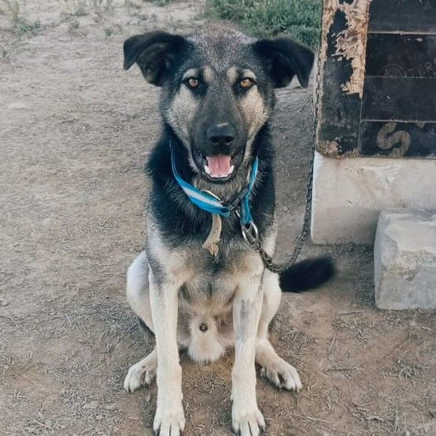 Собака в добрые руки
