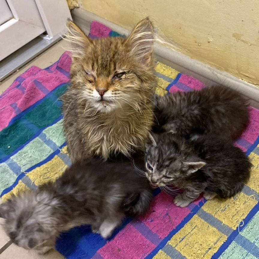 Кошка и котята