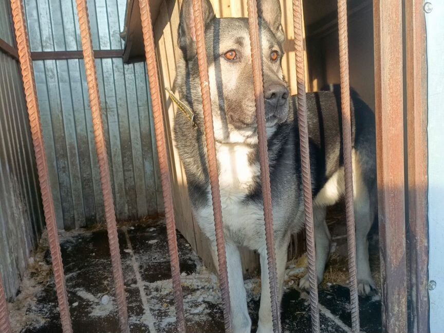 Восточноевропейская овчарка