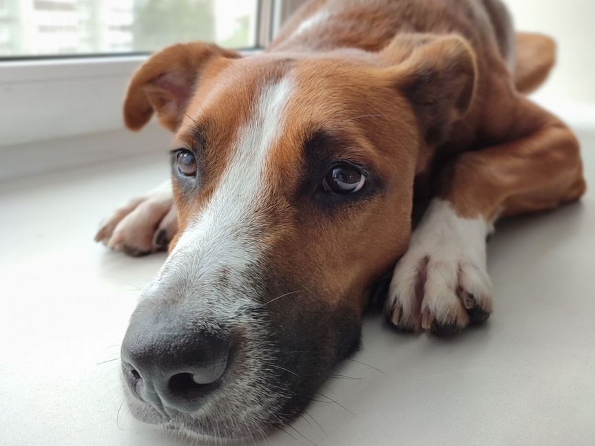 Метис стаффа - непростой, но крутой мальчик