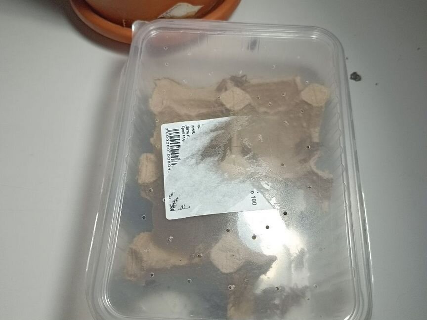 Корм для стрижа. Сверчки. Живые и замороженные