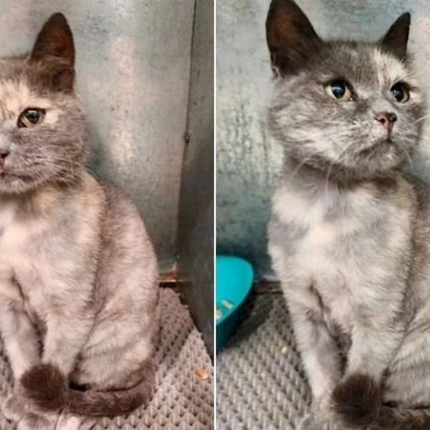 Нужна передержка/дом