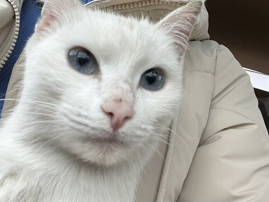 Кошка Настенька