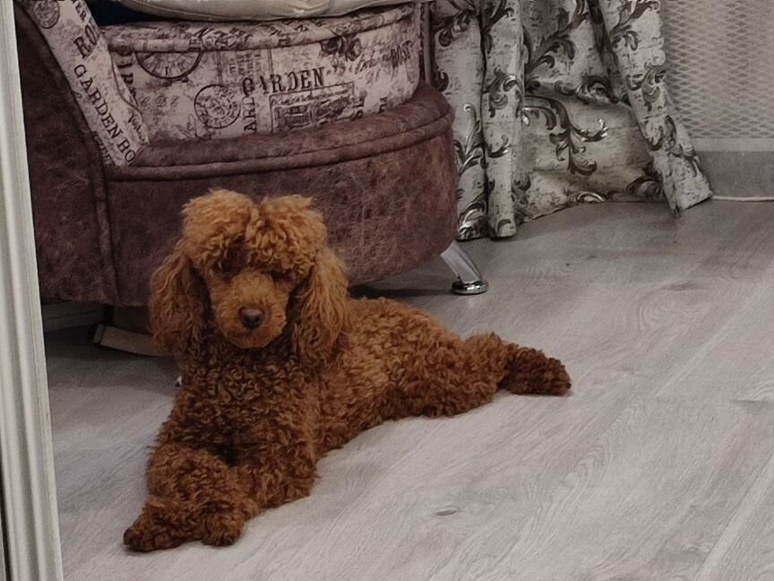 Карликовый пудель ищет невесту для случки