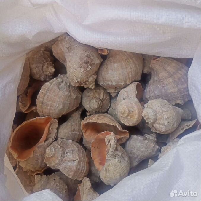 Ракушка рапана опт