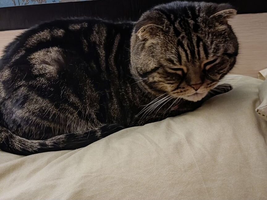 Кошки в добрые руки бесплатно