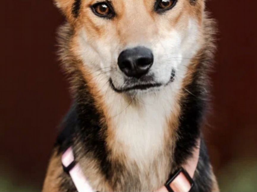 Невероятная красавица собака Элис ищет дом