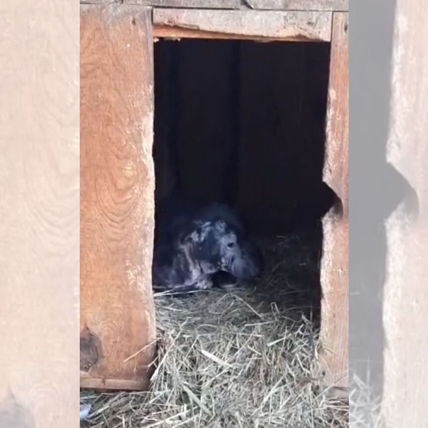 Взрослый пёс в добрые руки