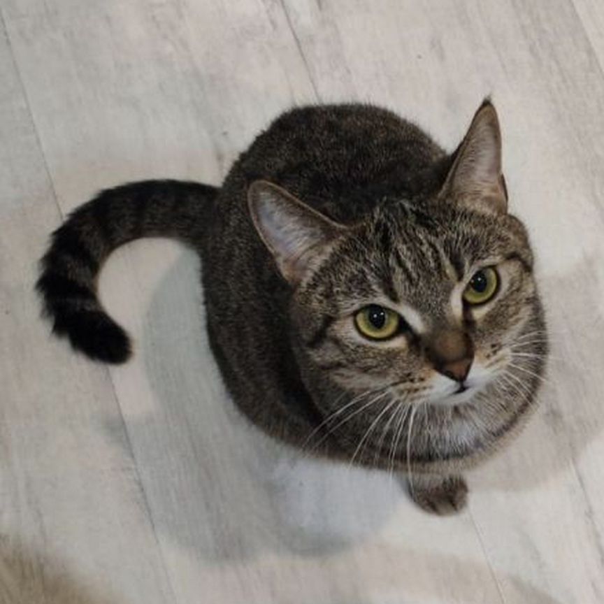 Взрослая кошка в добрые руки